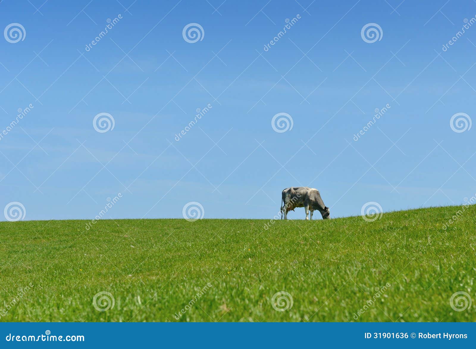 Cow horizon stock photo. Image of holstein, single, meadow - 31901636
