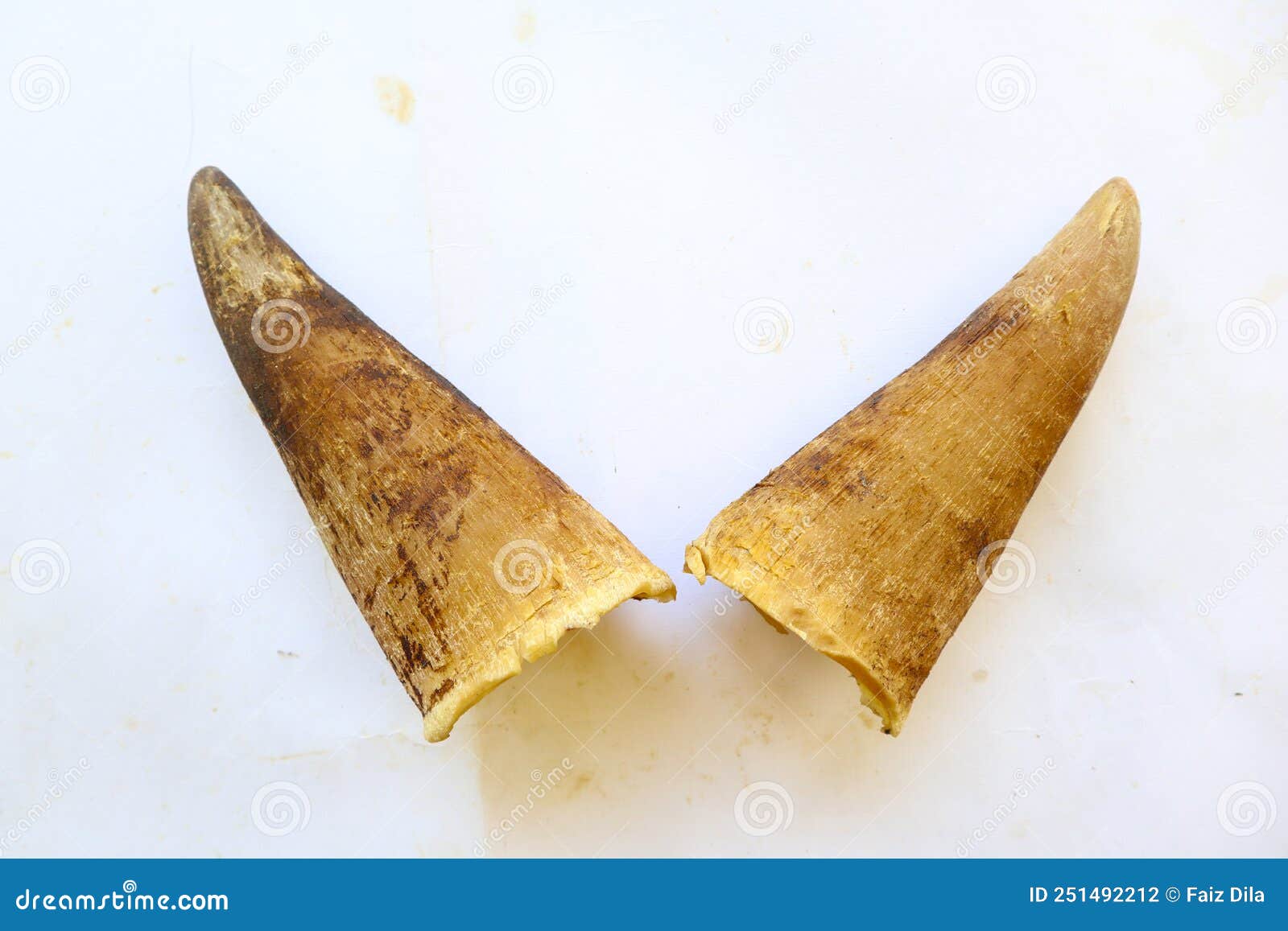 Cow Horn, Cut the Horn of a Cow. . Stock Photo - Image of black, horns ...
