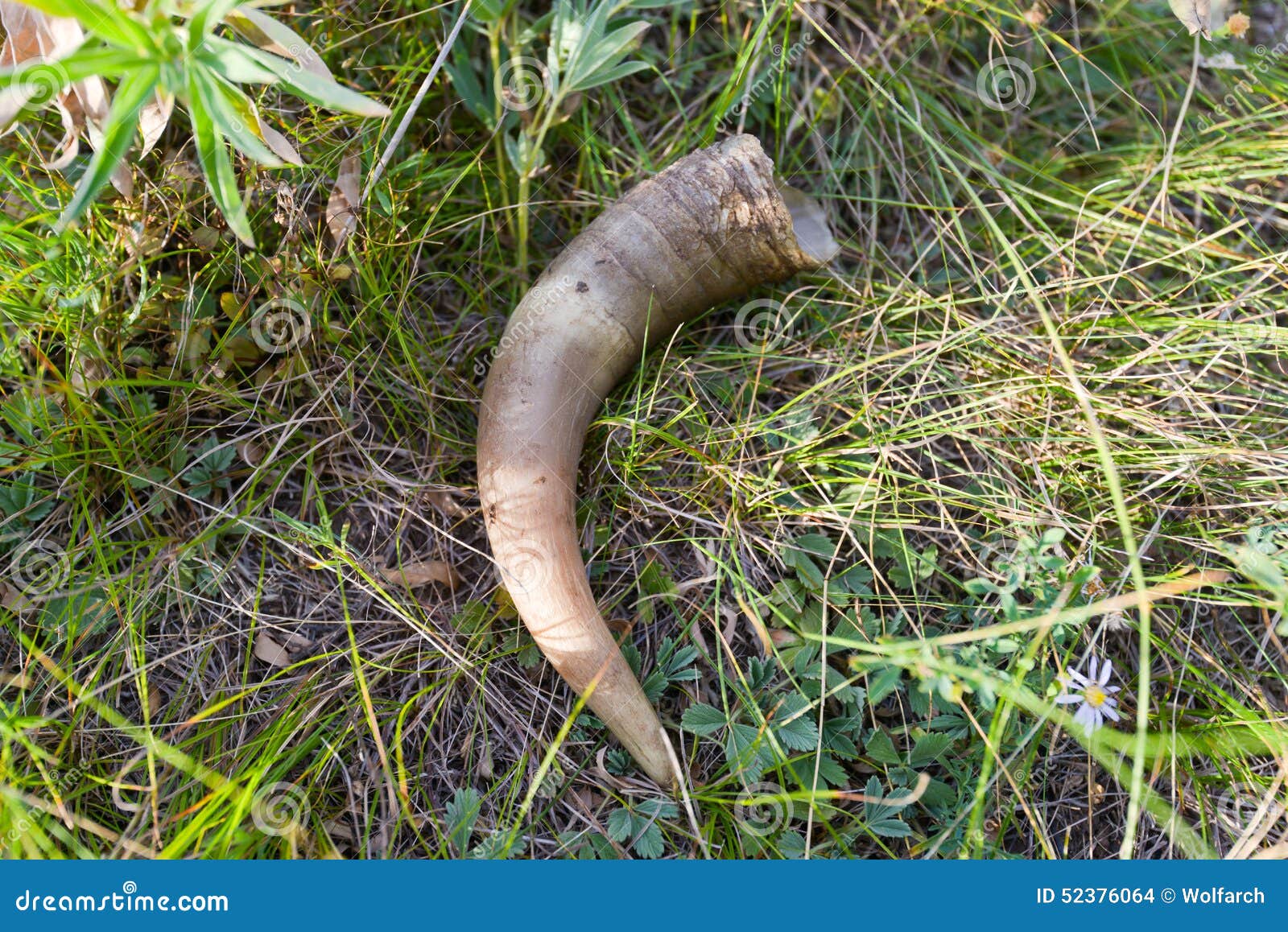 Cow horn in the grass stock photo. Image of meadow, nature - 52376064