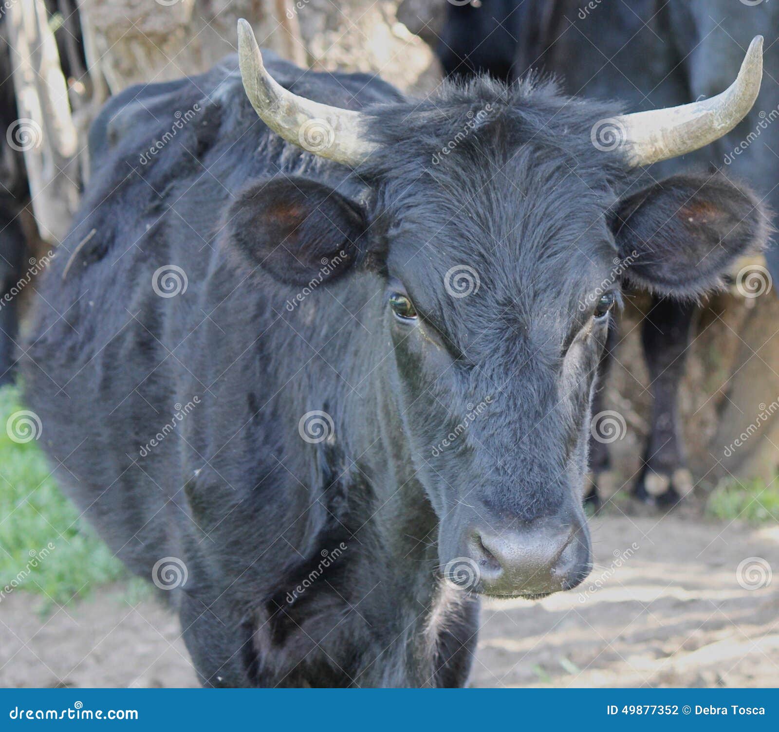 Cow horns stock photo. Image of black, horns, pasture - 49877352