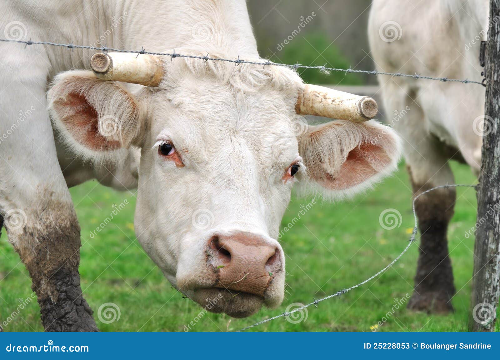 Cow with horns cut stock image. Image of barbed, rural - 25228053