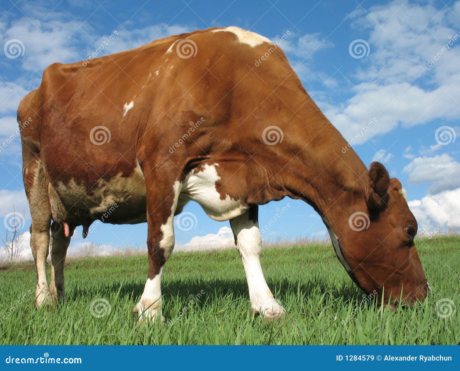 Cow without Horns Eating Young Grass Stock Image - Image of nose, grass ...