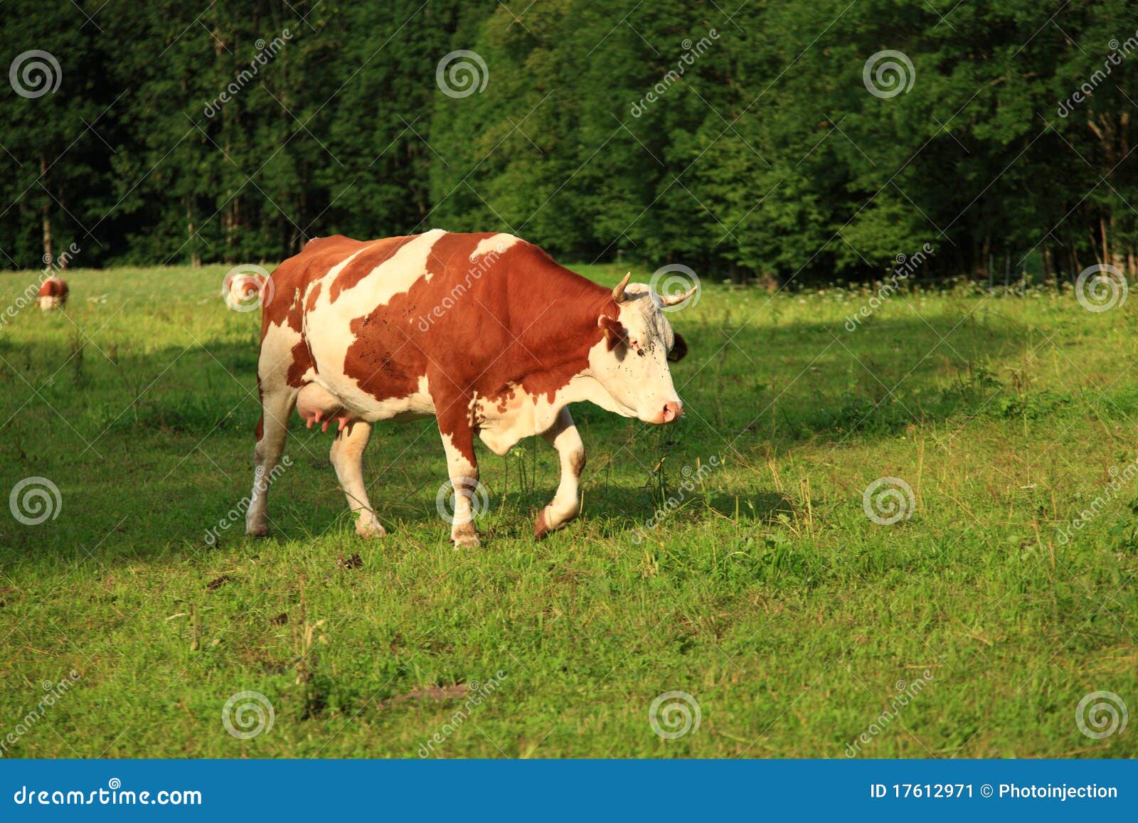 Cow with horns on meadow stock image. Image of flock - 17612971