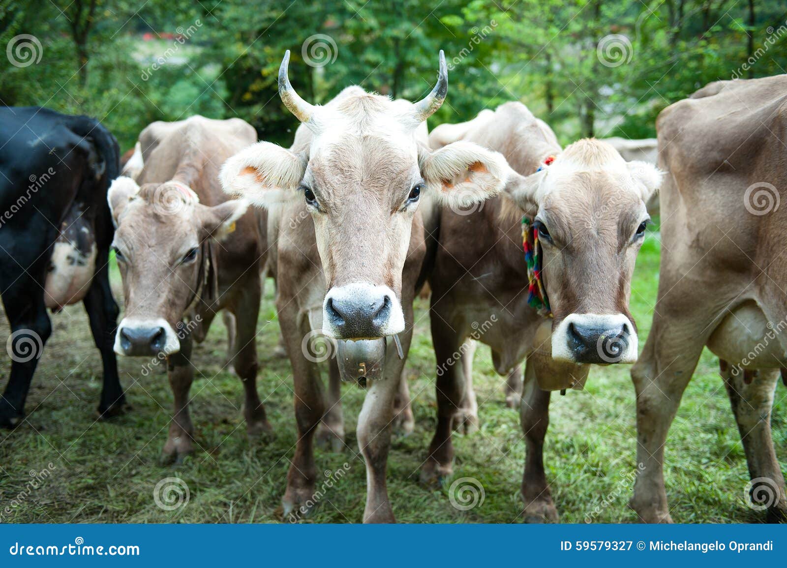 Cow with horns sharp stock image. Image of shepherd, beef - 59579327