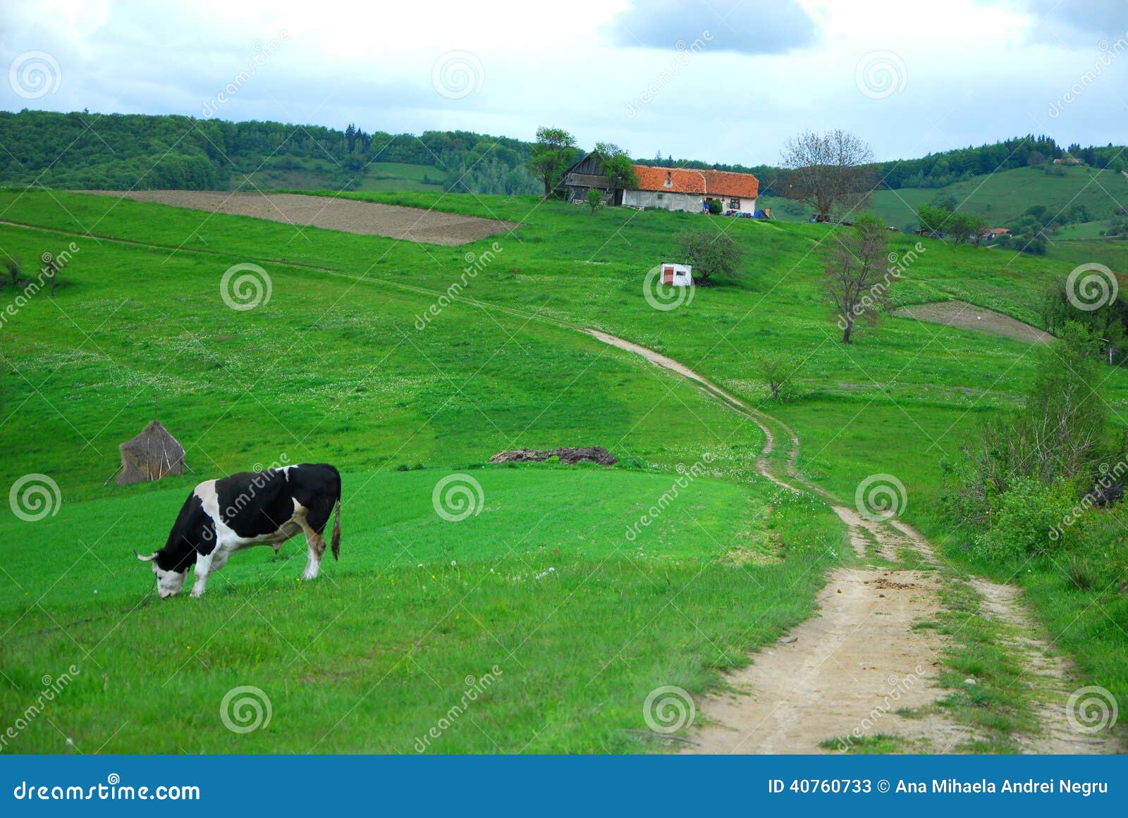 Eco Living with Cow and House on Beautiful Hills Stock Image - Image of ...