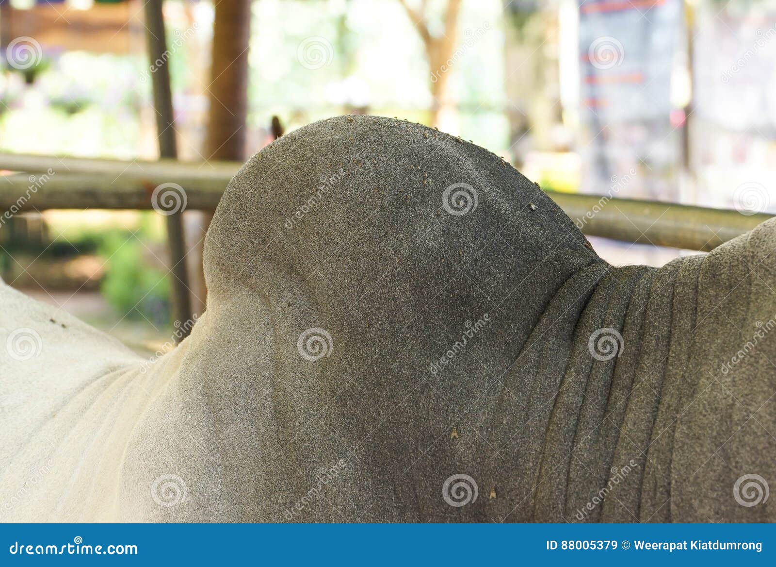Cow hump stock image. Image of cattle, high, hunchbacked - 88005379