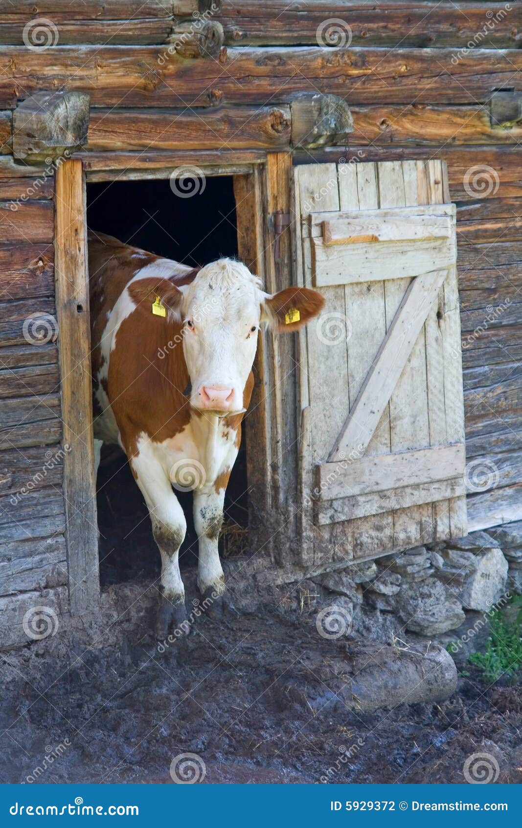 Cow in a hut stock photo. Image of animal, livestock, barn - 5929372