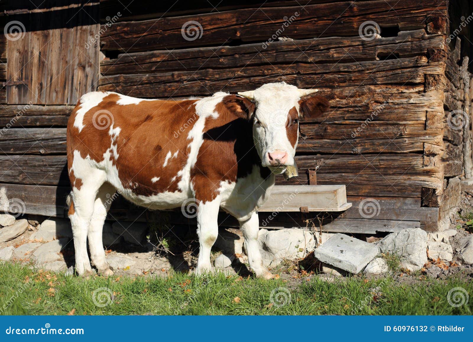 Cow and hut stock photo. Image of hovel, food, bovine - 60976132