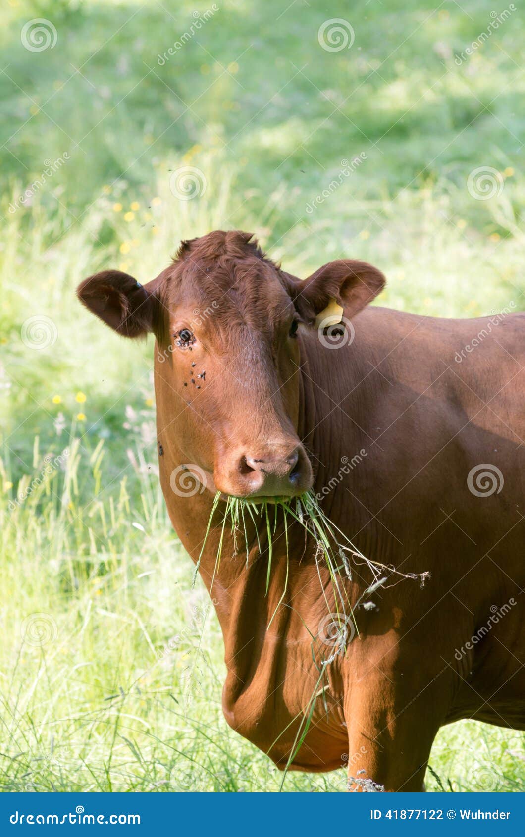 Cow stock photo. Image of friesland, animal, farm, curiosity - 41877122