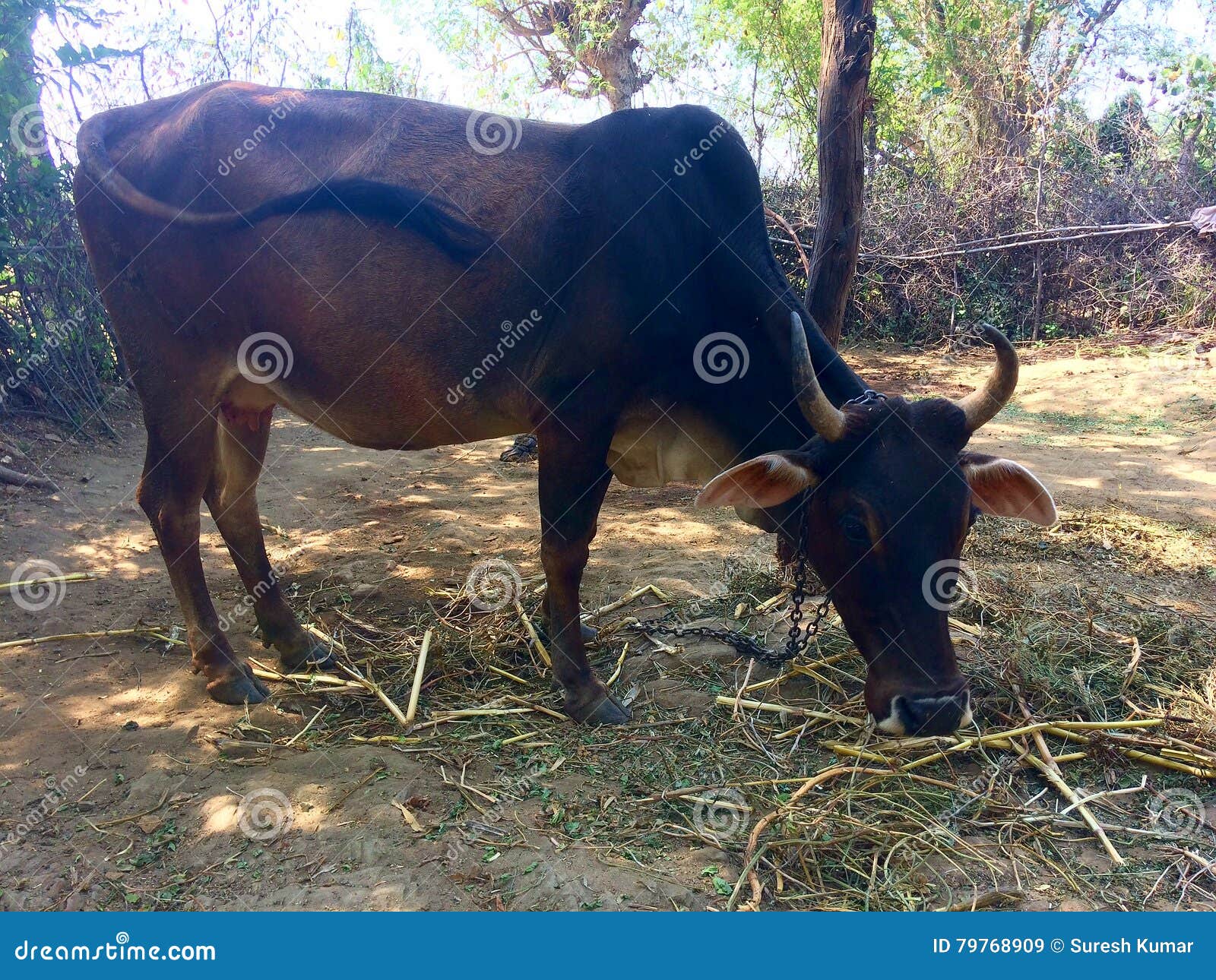 Cow stock image. Image of suri, eating, wildlife, grass - 79768909