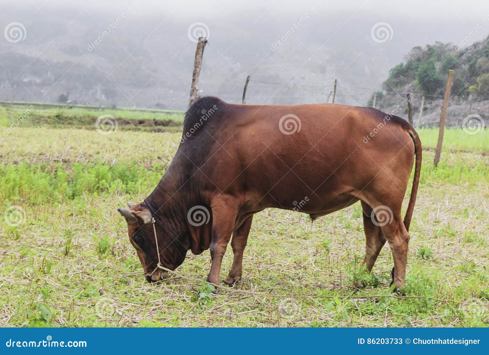 The Cow Indigenous Species in Vietnam. Stock Image - Image of farm ...