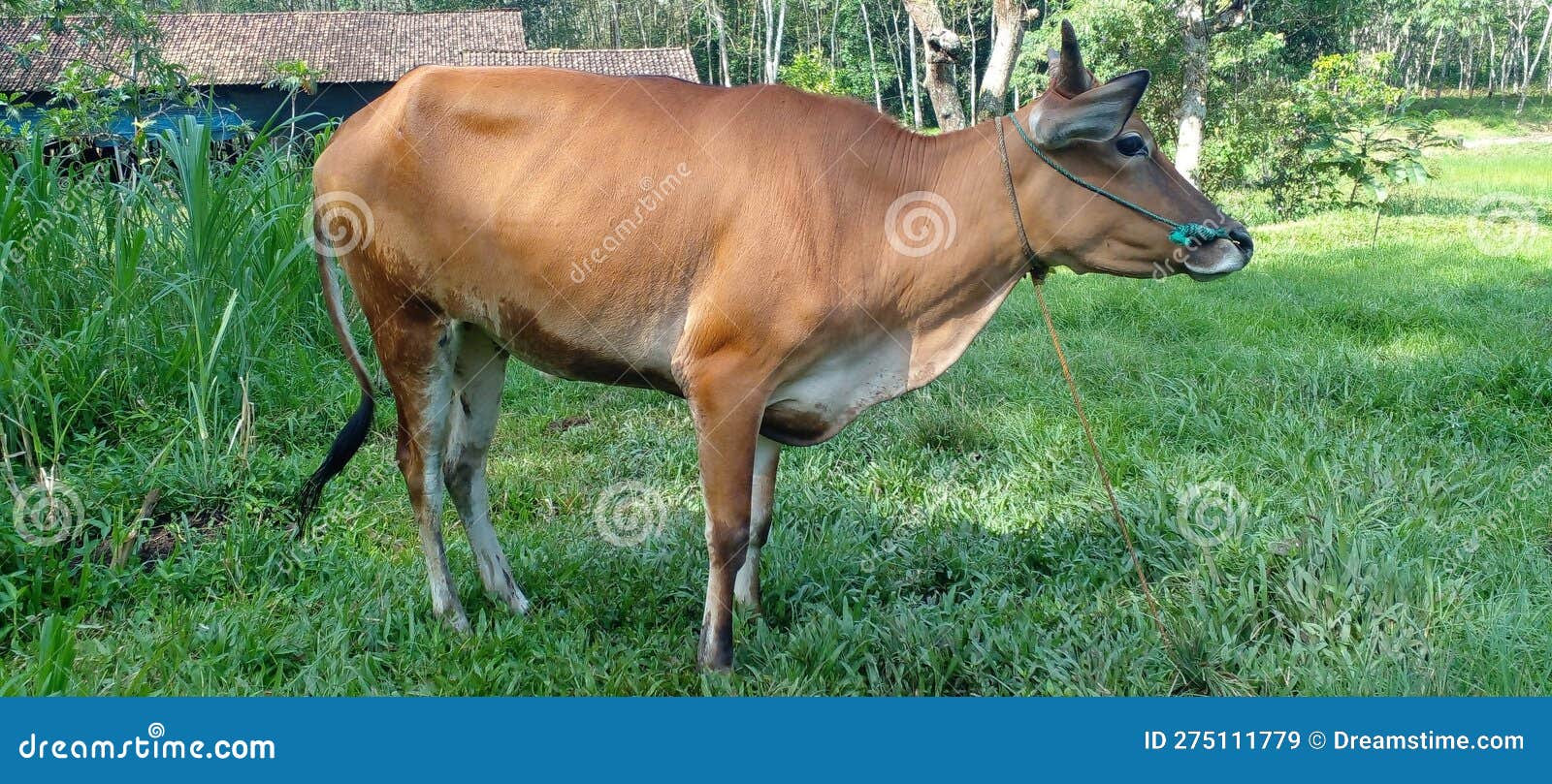 Female Ipat Cattle from Indonesia Stock Image - Image of indonesia ...