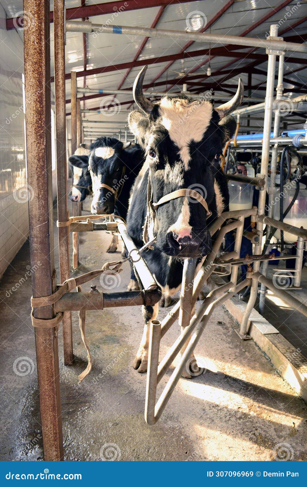 Dairy farm stock image. Image of grass, animal, brown - 307096969