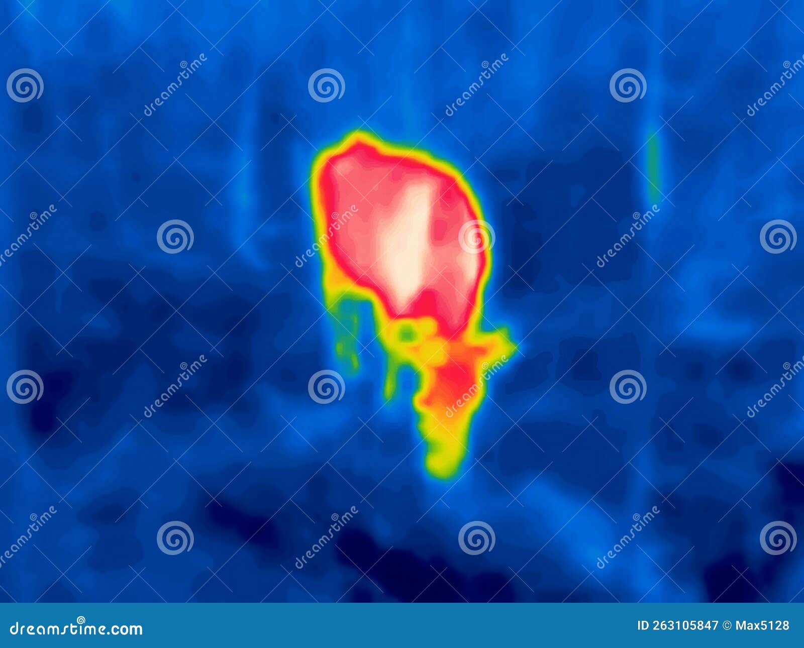 Cow infrared stock image. Image of health, husbandry - 263105847