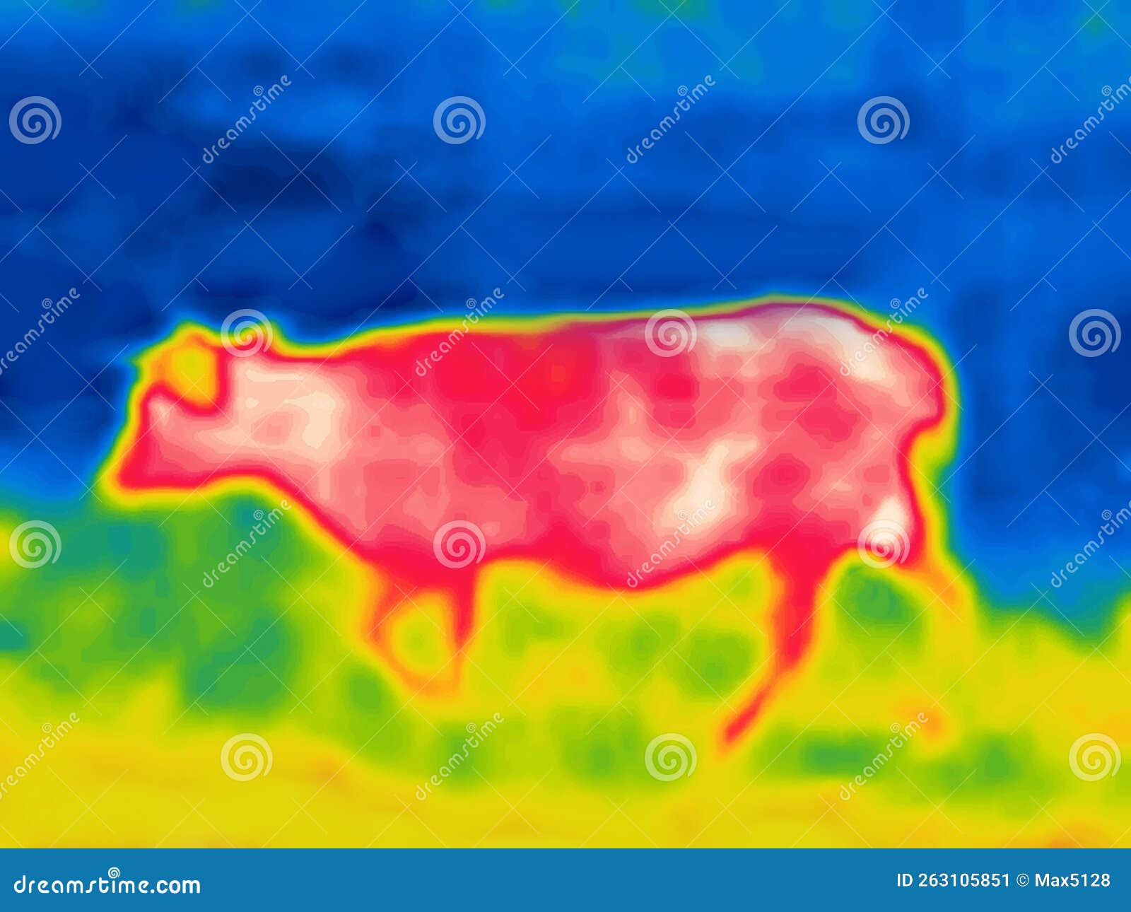 Cow infrared stock image. Image of higher, detector - 263105851