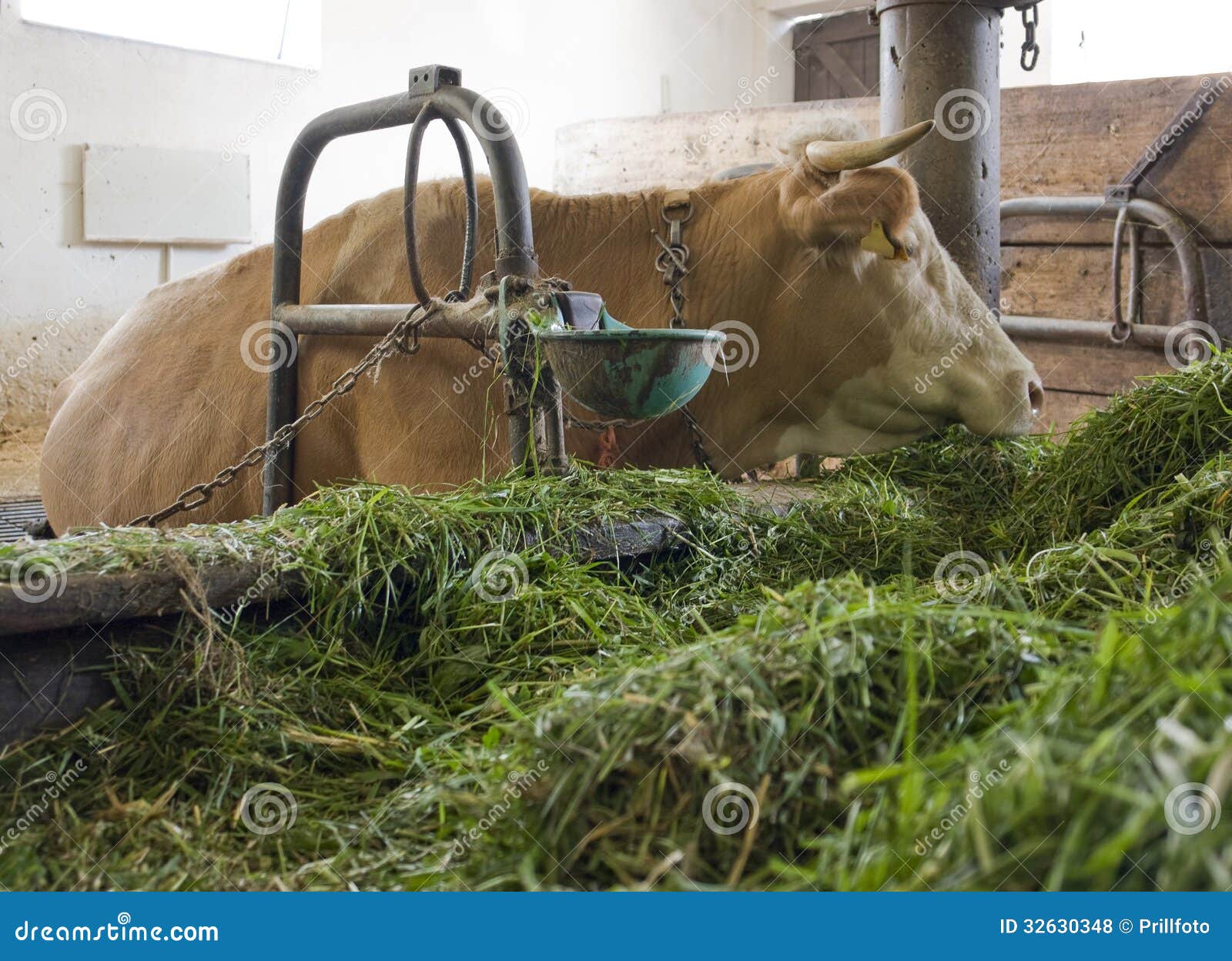Cow inside of a cow barn stock photo. Image of beef, dairy - 32630348