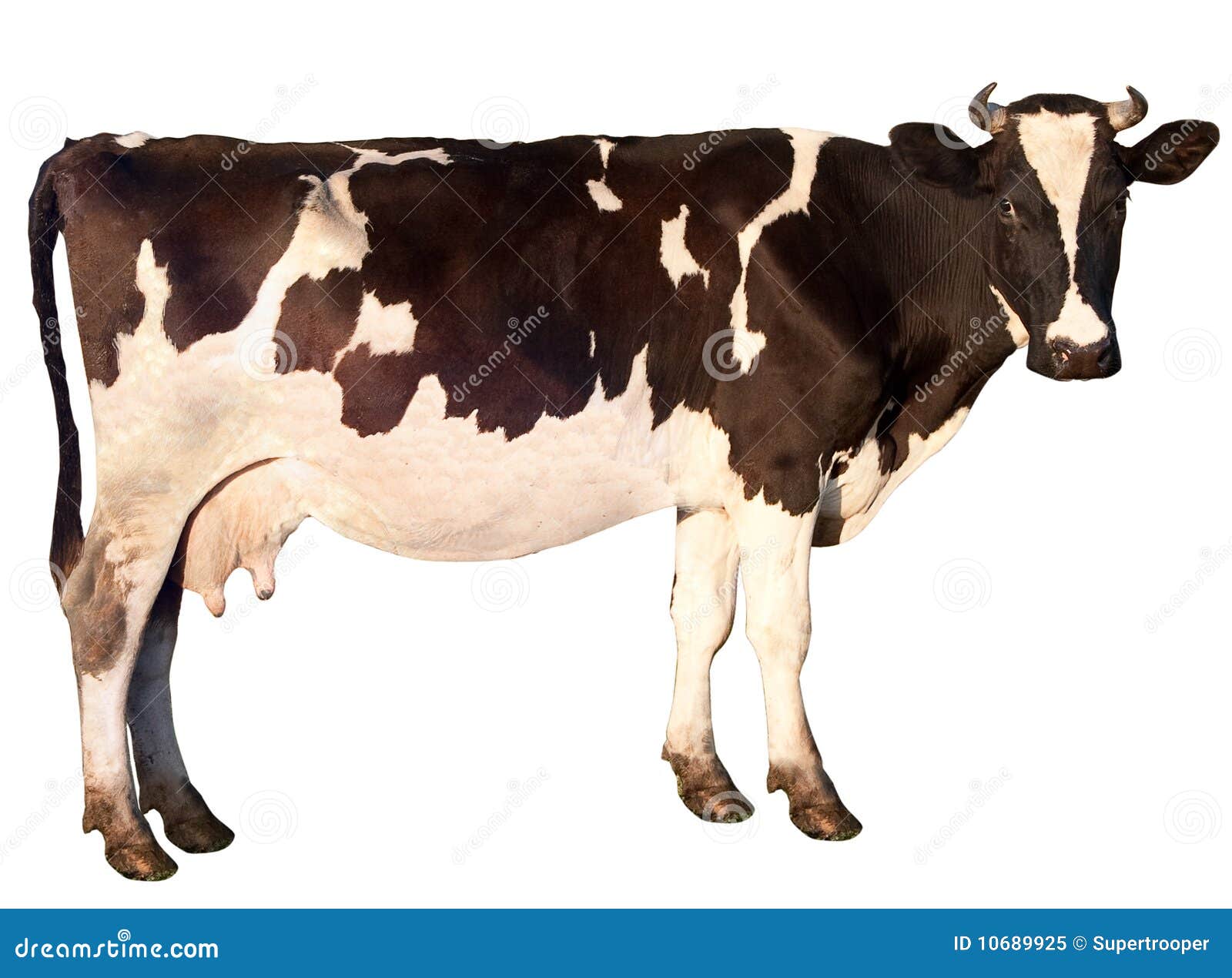 Cow Is Isolated Royalty Free Stock Photo - Image: 10689925