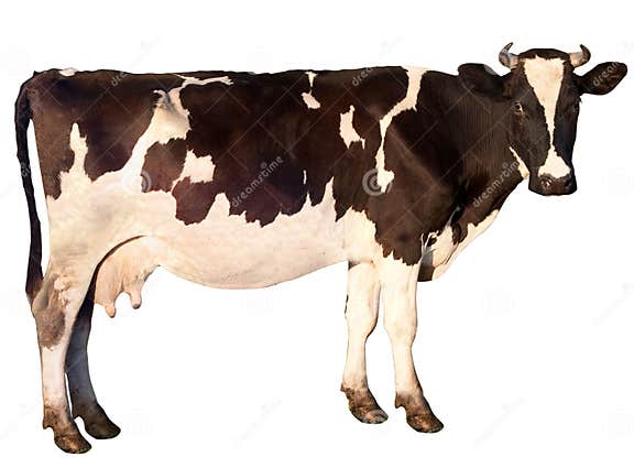 Cow is isolated stock image. Image of domestic, mammal - 10689925