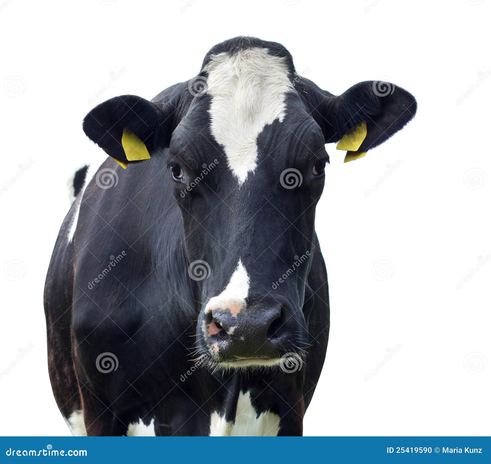 Cow,Isolated stock photo. Image of whisper, herd, isolation - 25419590