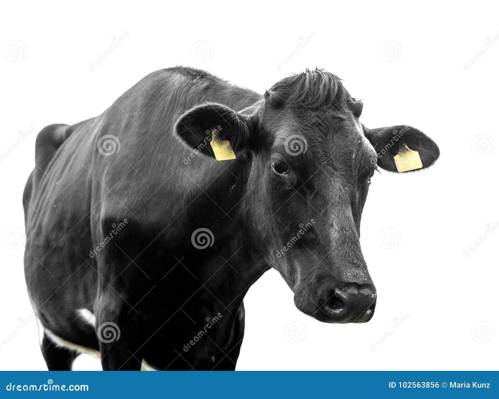 Cow isolated stock photo. Image of beef, head, domestic - 102563856