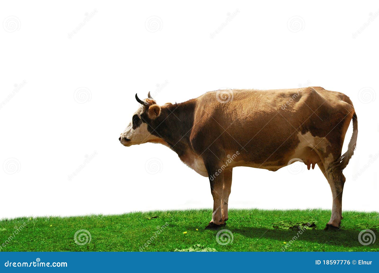 Cow isolated at the field stock photo. Image of grazing - 18597776