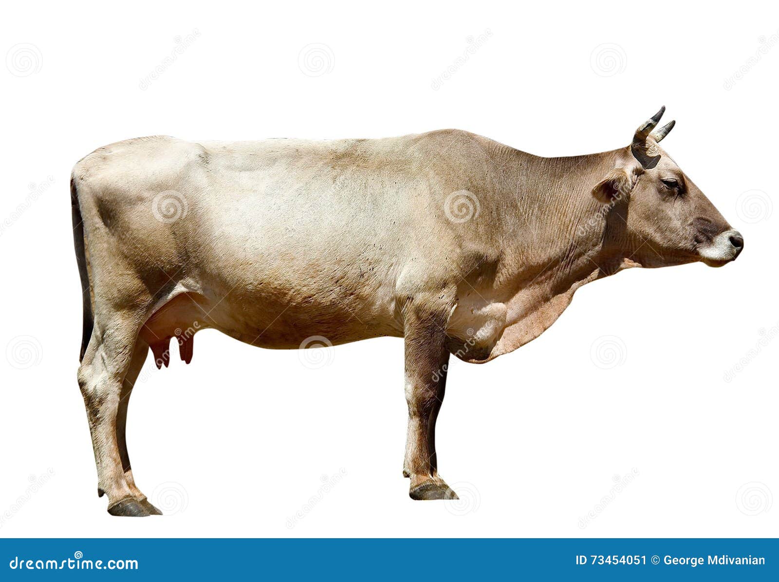 Cow isolated on white stock image. Image of side, livestock - 73454051