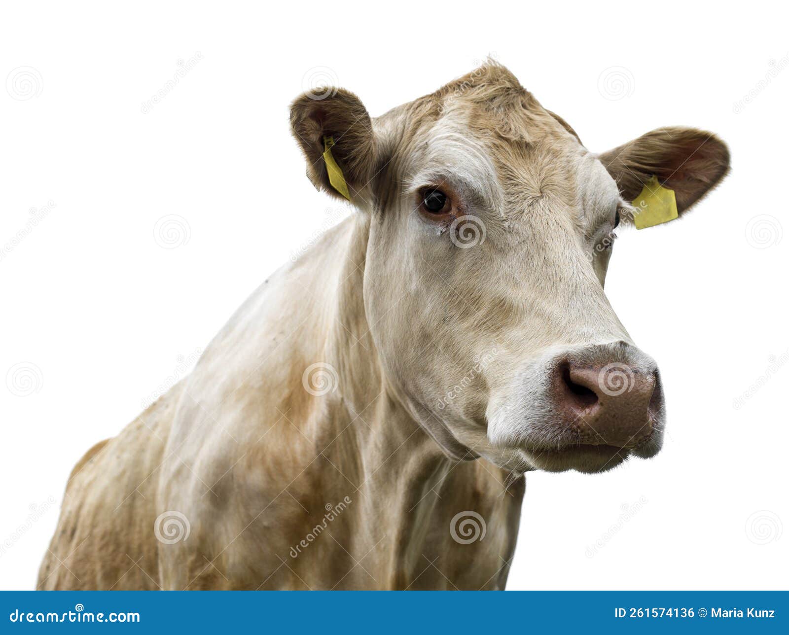 Cow Isolated stock photo. Image of livestock, isolated - 261574136
