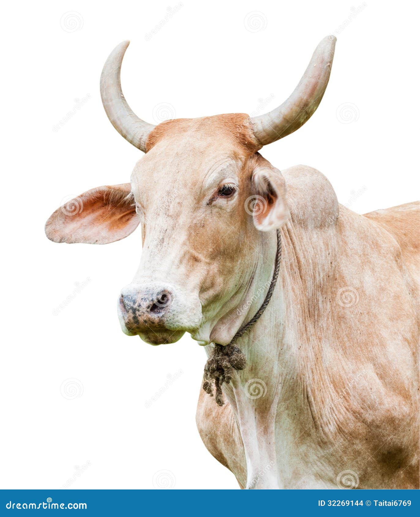 Cow isolated stock photo. Image of cattle, bull, farm - 32269144