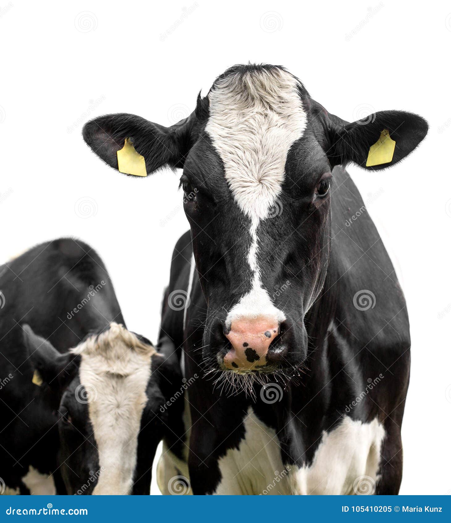 Cow Isolated on a White Background Stock Image - Image of bovine ...