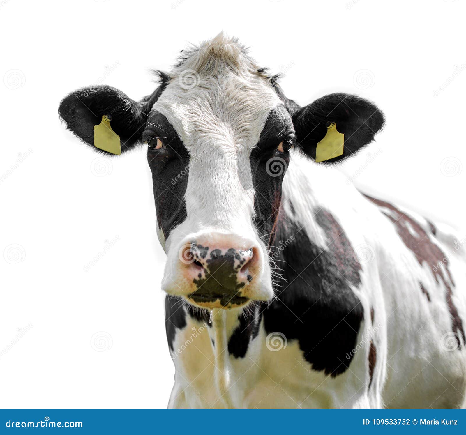 Cow Isolated on a White Background Stock Photo - Image of bovine ...