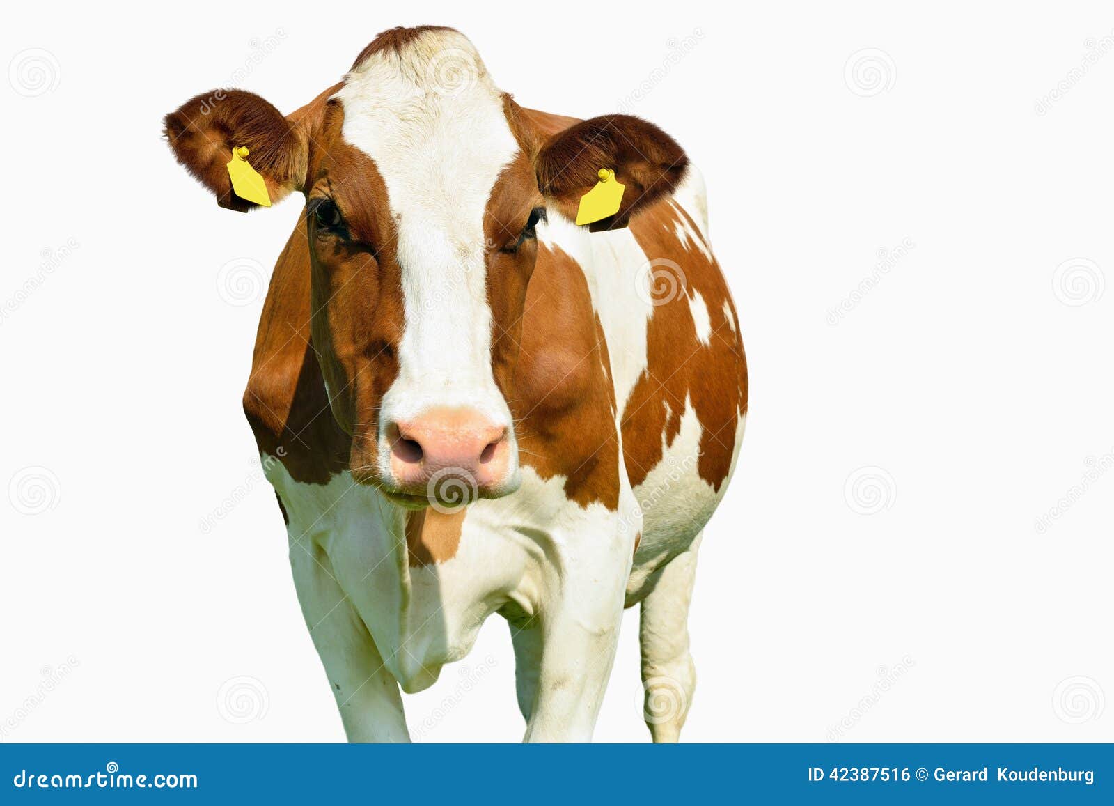 Cow isolated on white stock photo. Image of field, filed - 42387516