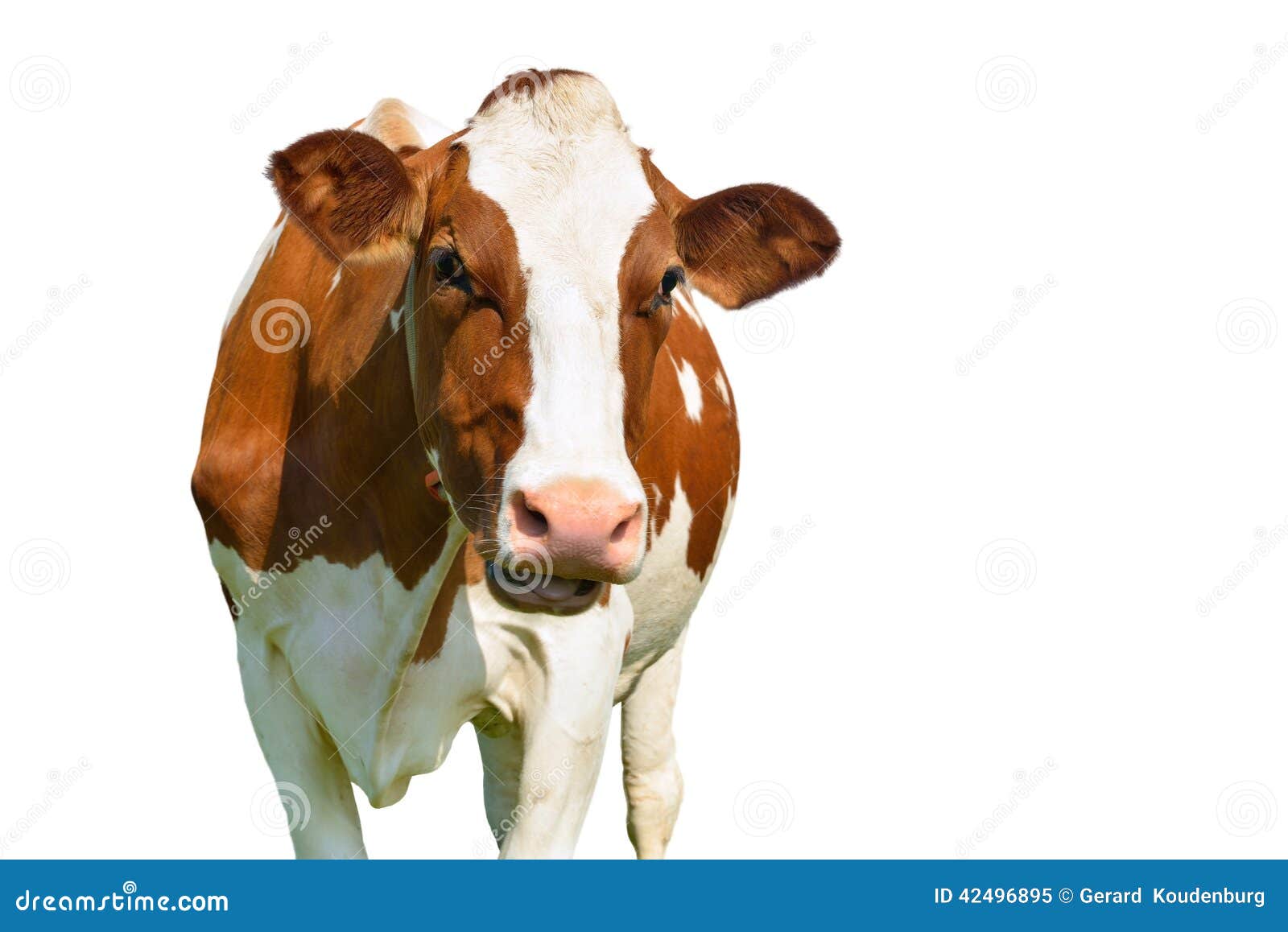 Cow isolated on white stock image. Image of close, grass - 42496895