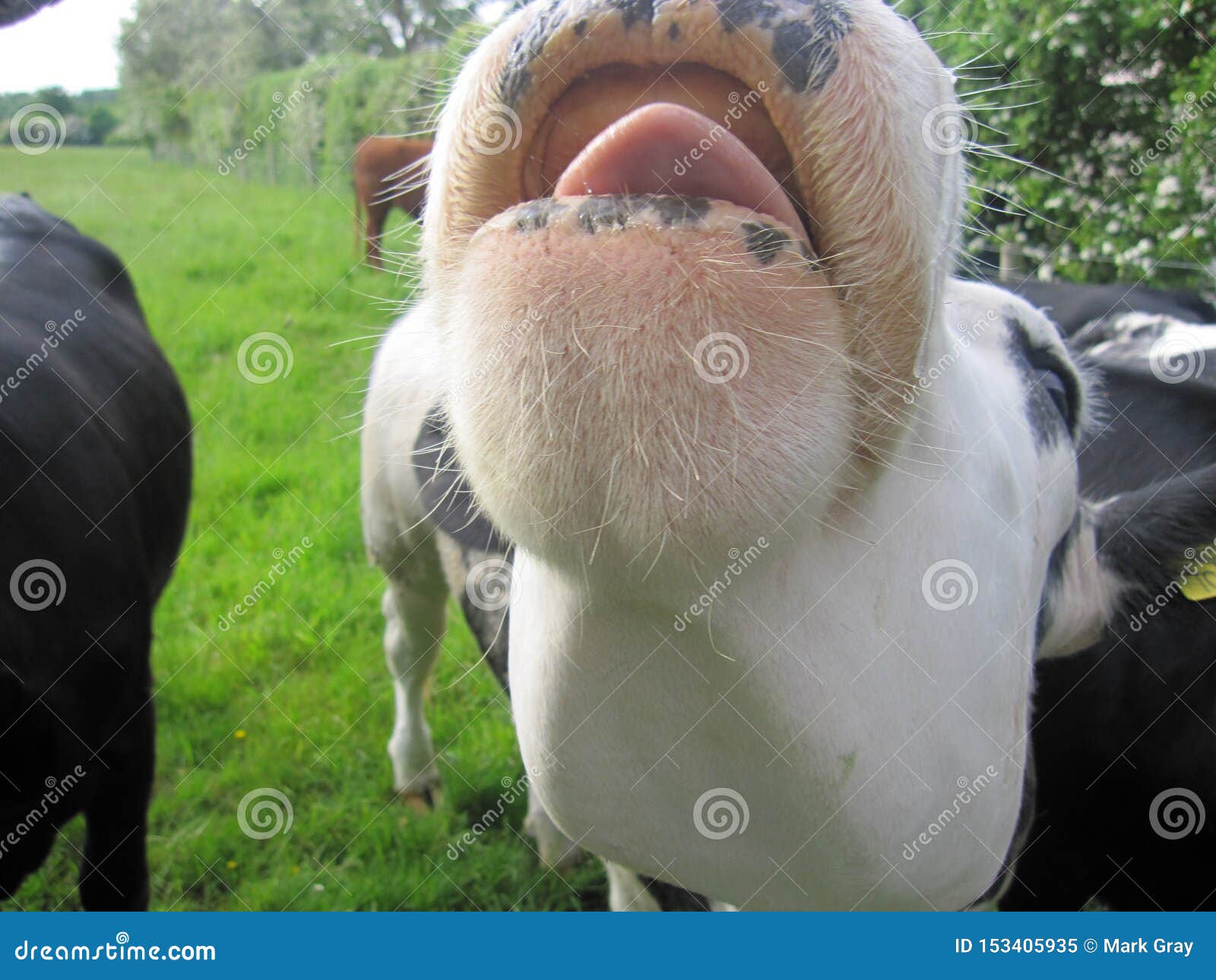 Laughing Cow stock image. Image of open, laughing, tongue - 153405935