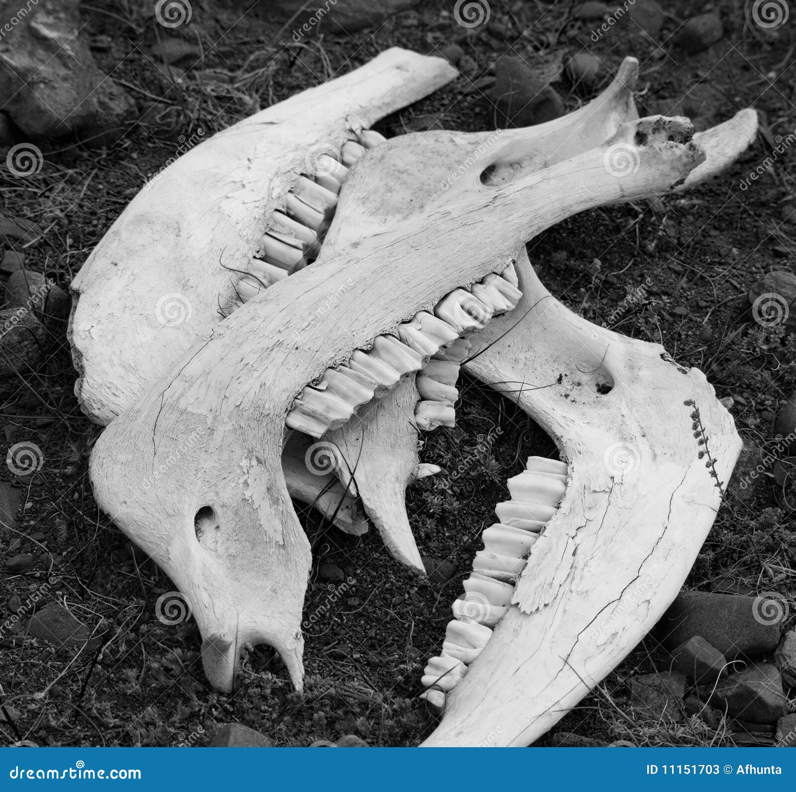 Cow jaws stock image. Image of white, parched, altay - 11151703