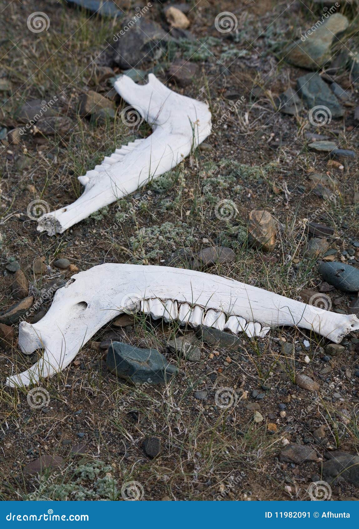 Cow jaws stock image. Image of rotting, siberia, tooth - 11982091