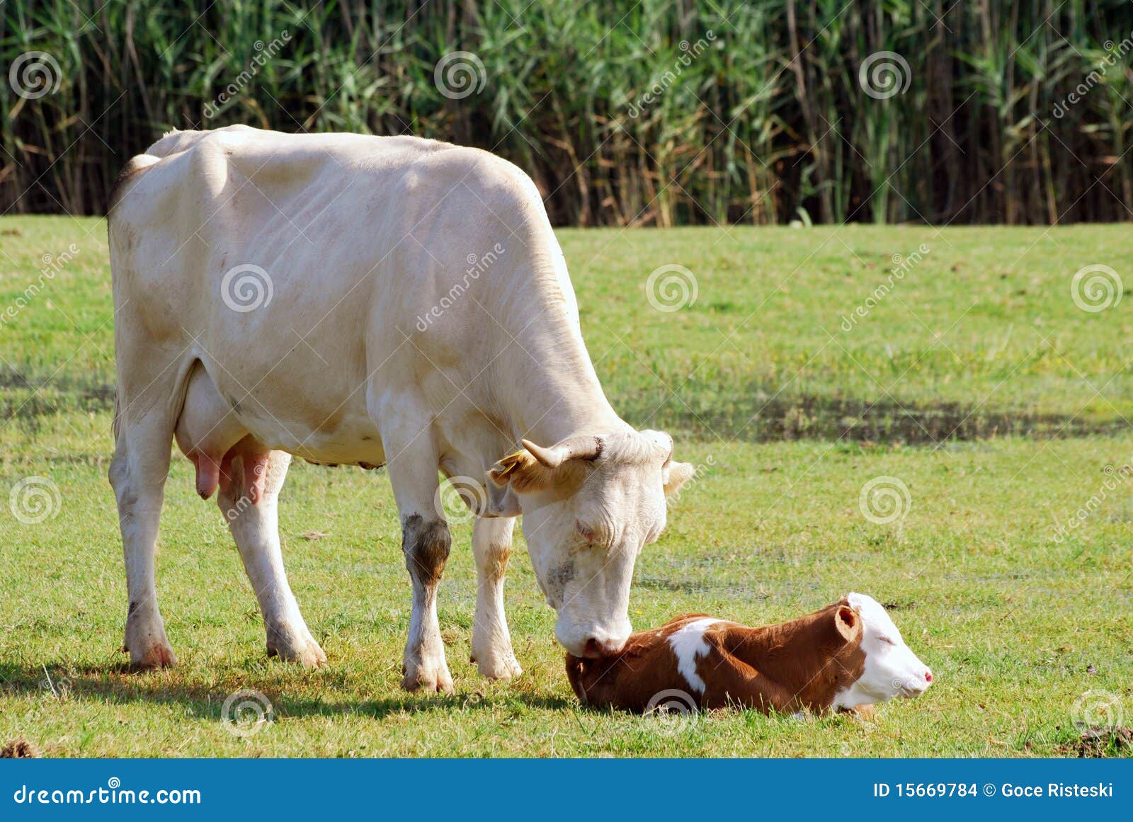Cow and just born calf stock photo. Image of newborn - 15669784