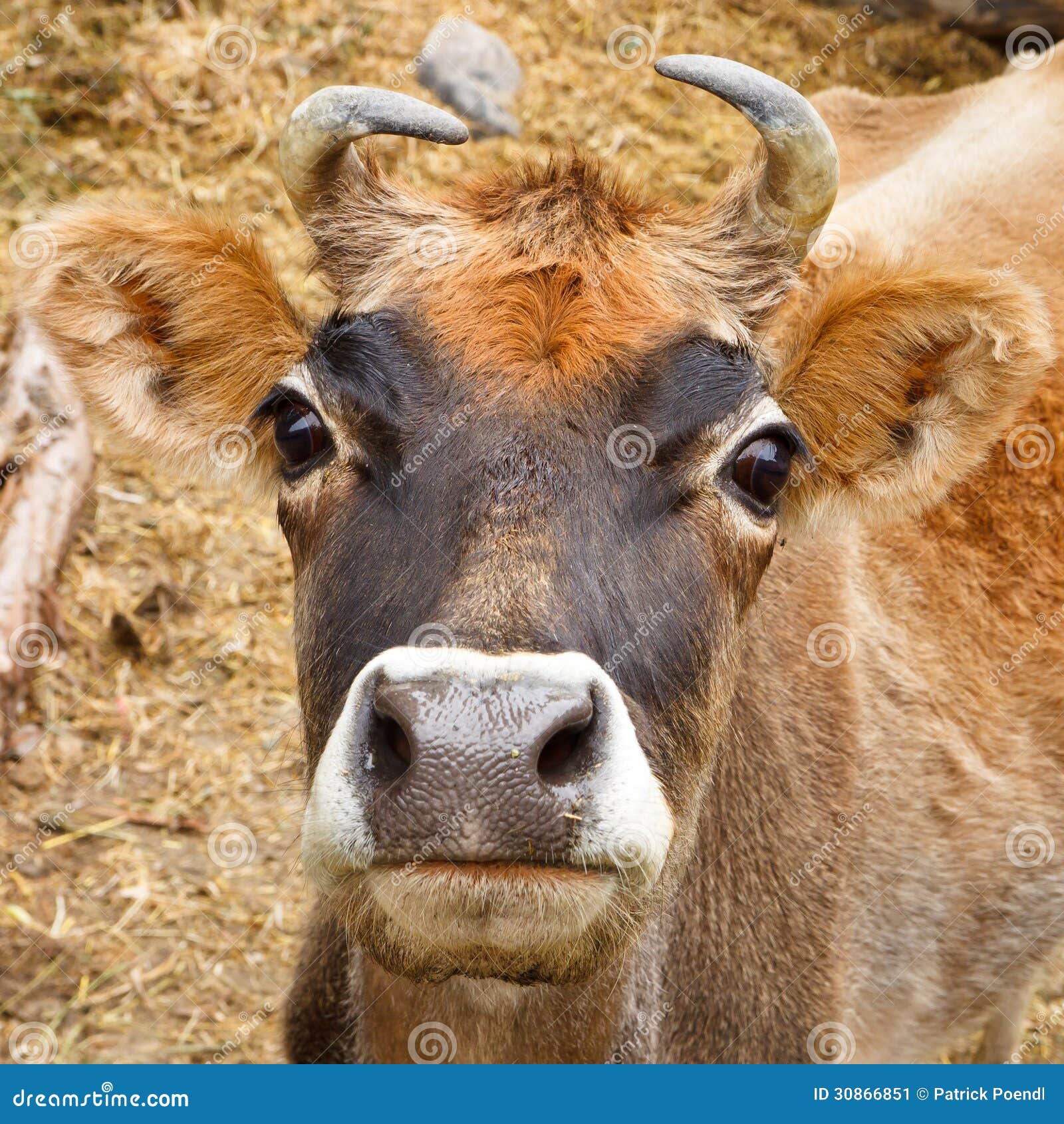 Cow in the Karakorum Mountains, Pakistan Stock Image - Image of beef ...