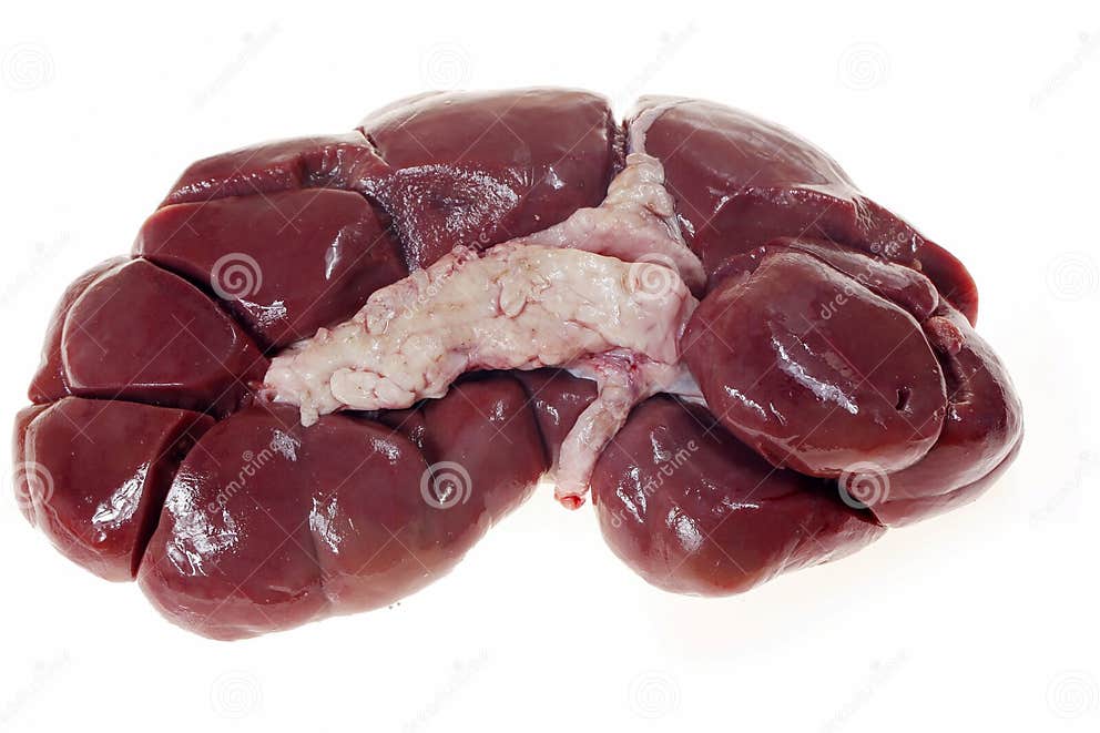 Cow Kidneys on a White Background Stock Illustration - Illustration of ...