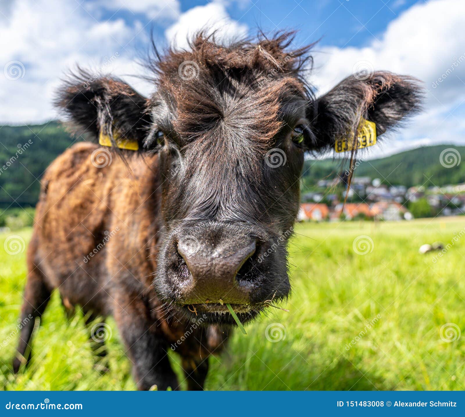 Cow in Kinzig Valley in Black Forest, Germany Stock Photo - Image of ...