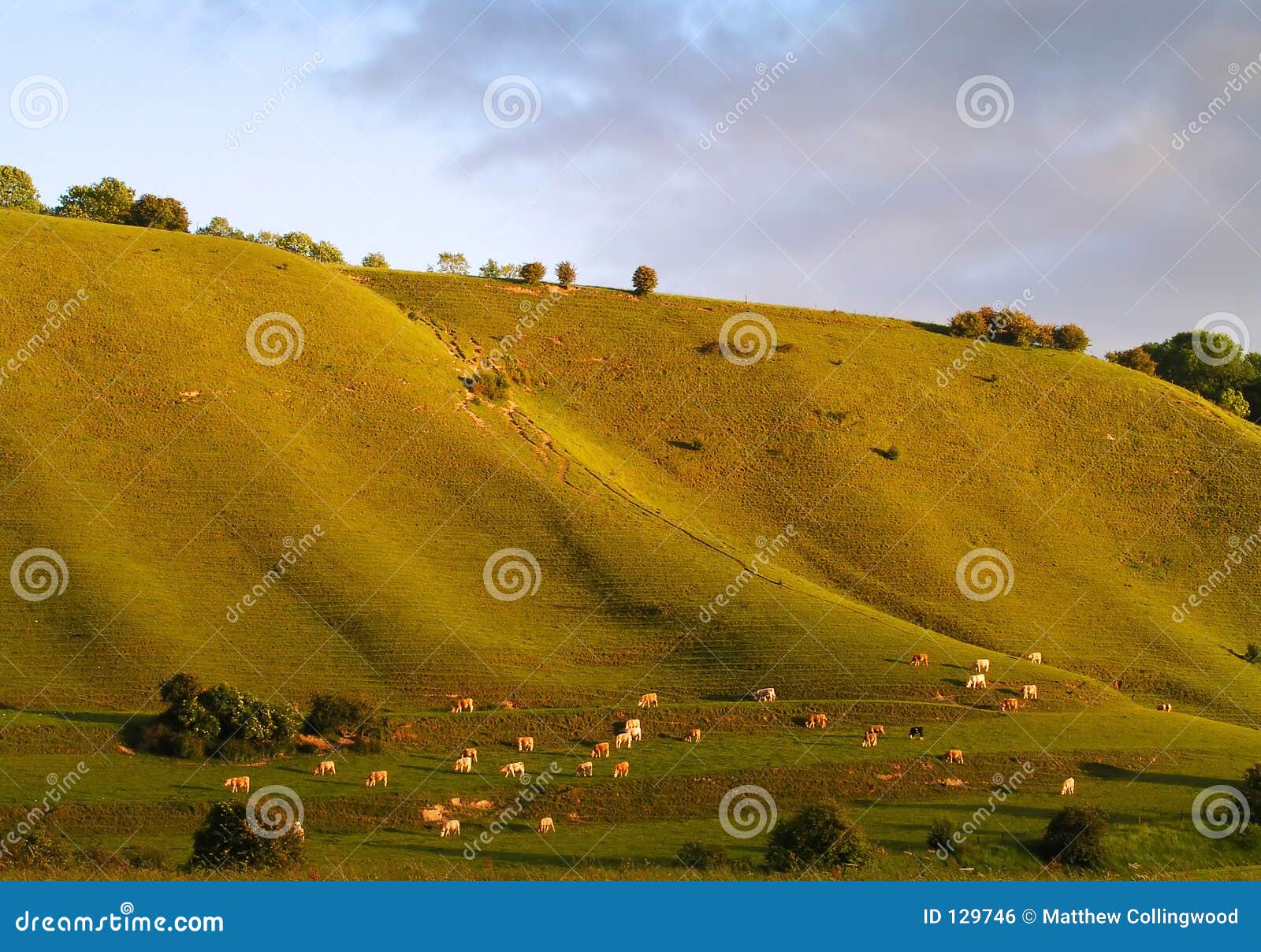 Cow landscape stock photo. Image of meat, field, landscape - 129746