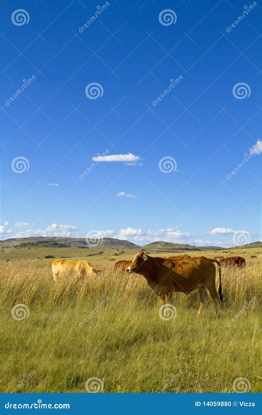 Cow landscape stock photo. Image of cattle, blue, farm - 14059880