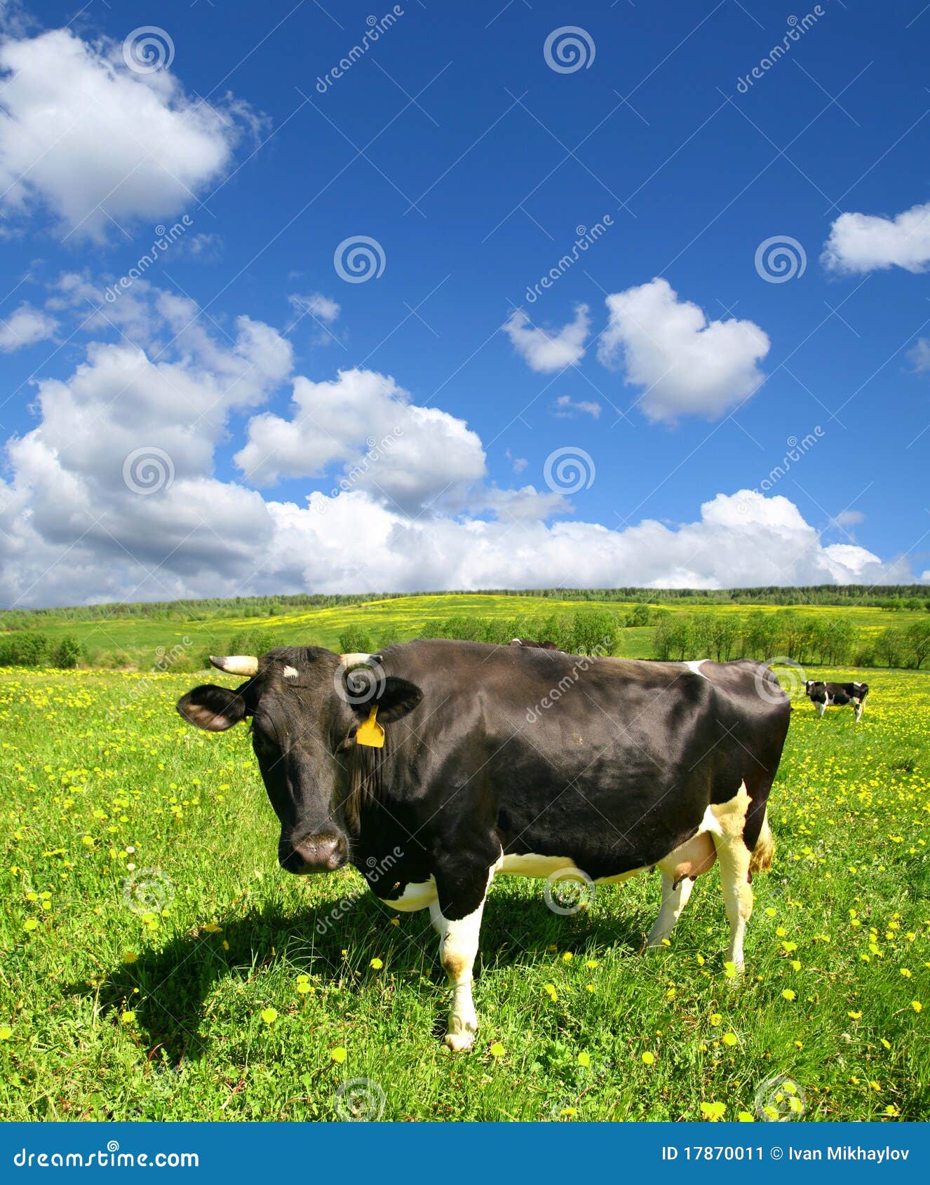 Cow landscape stock image. Image of grass, herd, grassland - 17870011
