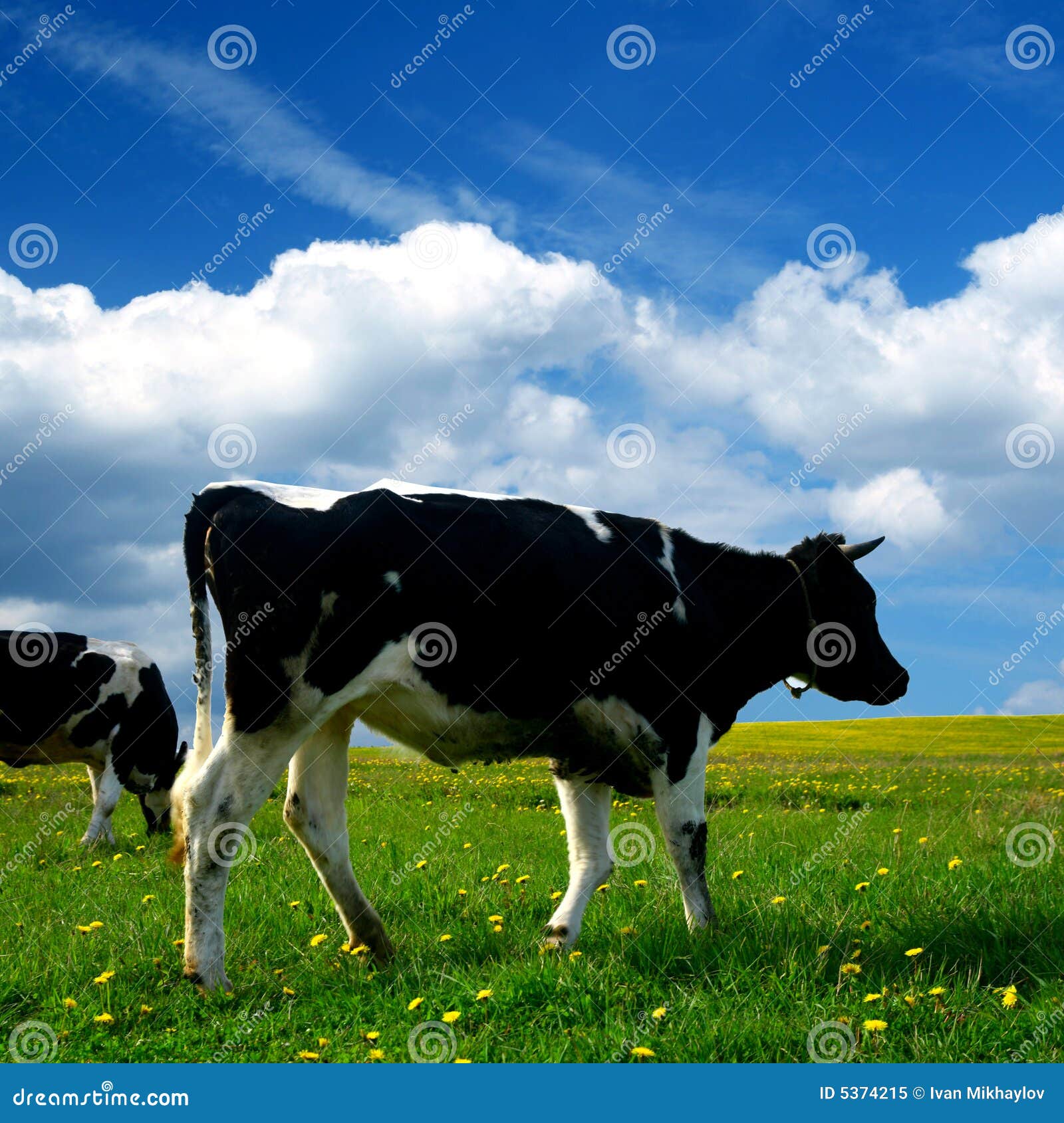 Cow landscape stock image. Image of blue, grass, farm - 5374215