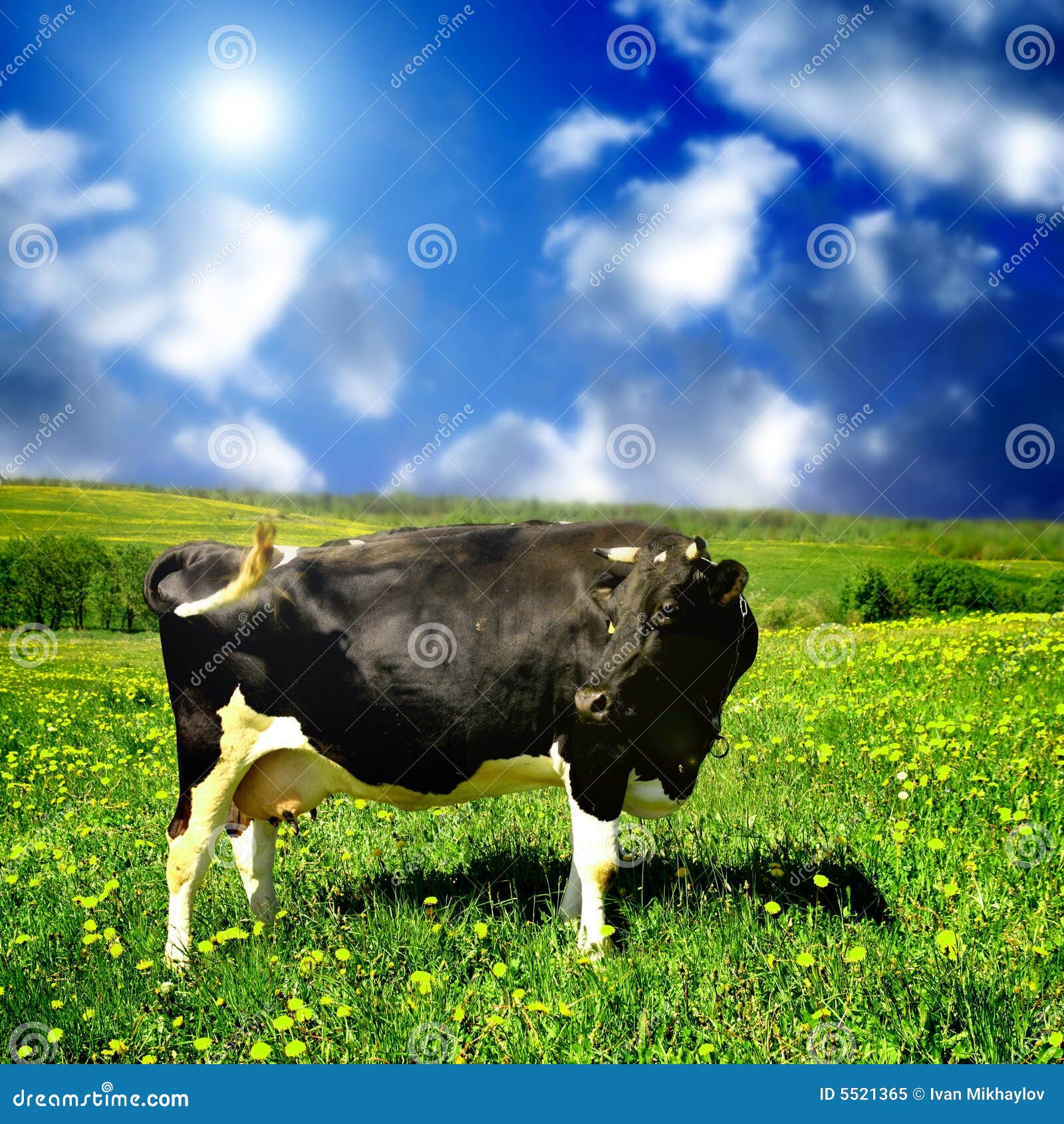 Cow landscape stock image. Image of meadow, mammal, farmland - 5521365
