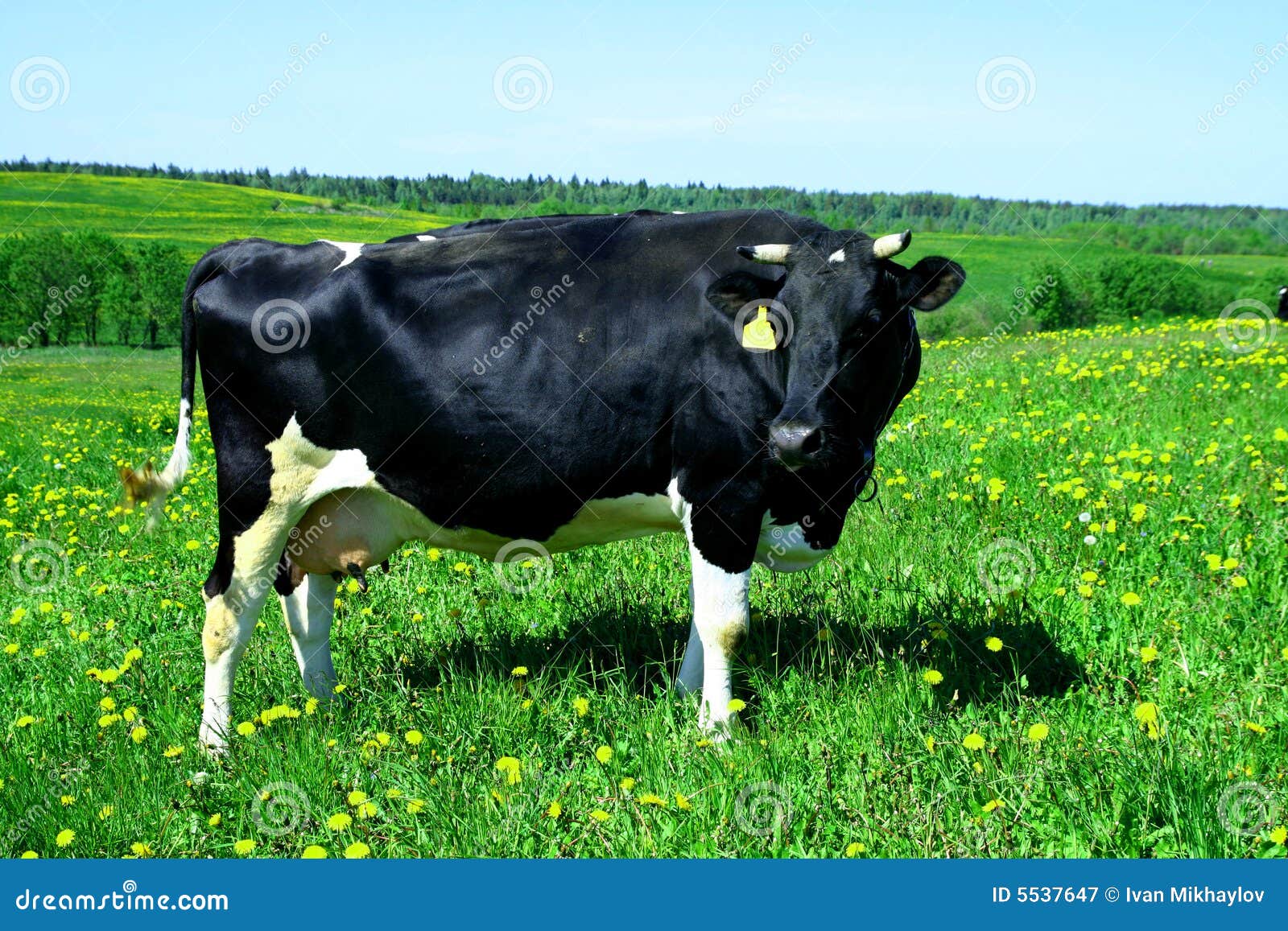 Cow landscape stock image. Image of milker, ranch, pasture - 5537647
