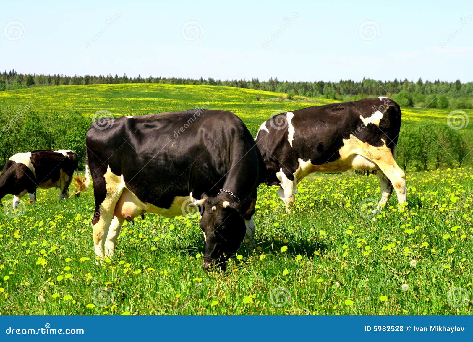 Cow landscape stock photo. Image of pastoral, livestock - 5982528
