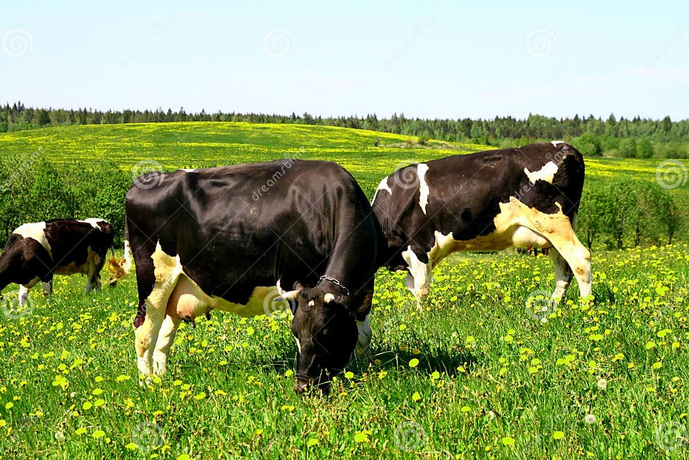 Cow landscape stock photo. Image of pastoral, livestock - 5982528