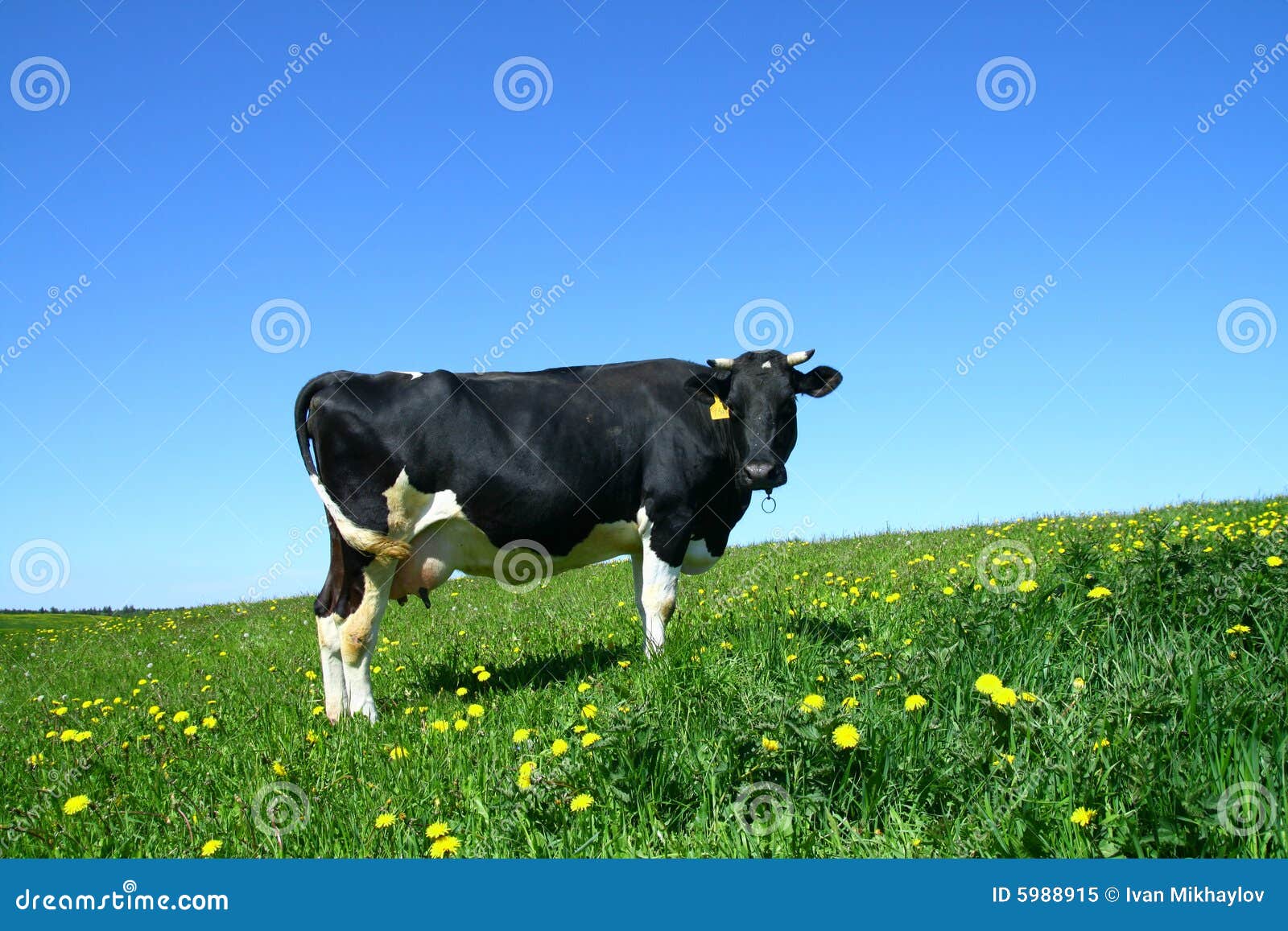 Cow landscape stock image. Image of farm, pastoral, pasture - 5988915
