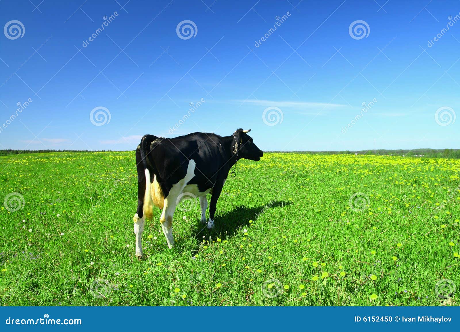Cow landscape stock photo. Image of farming, green, herd - 6152450