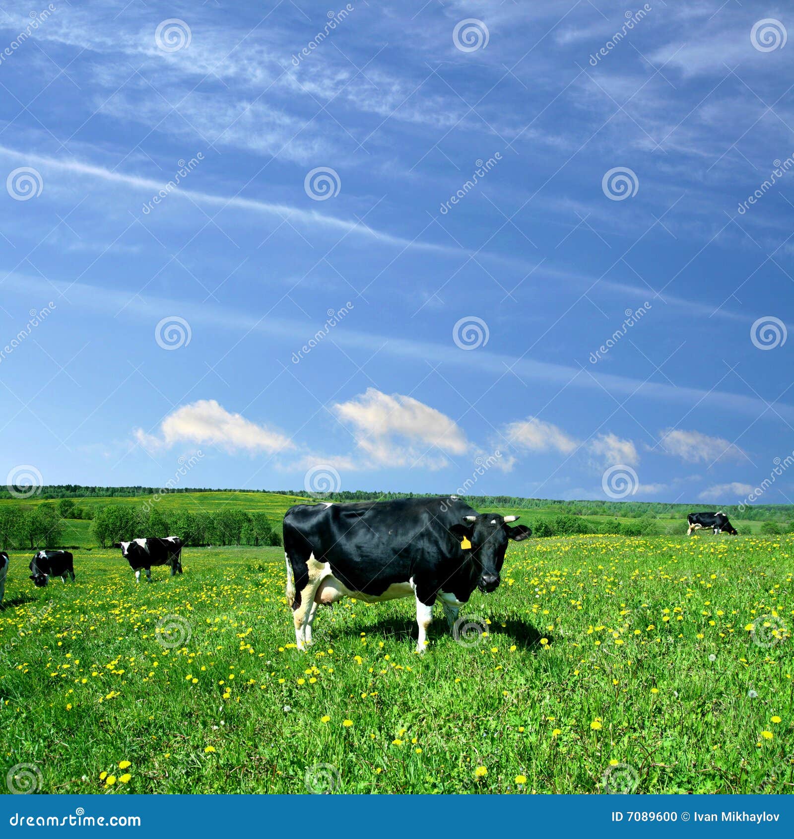 Cow landscape stock photo. Image of field, farm, blue - 7089600
